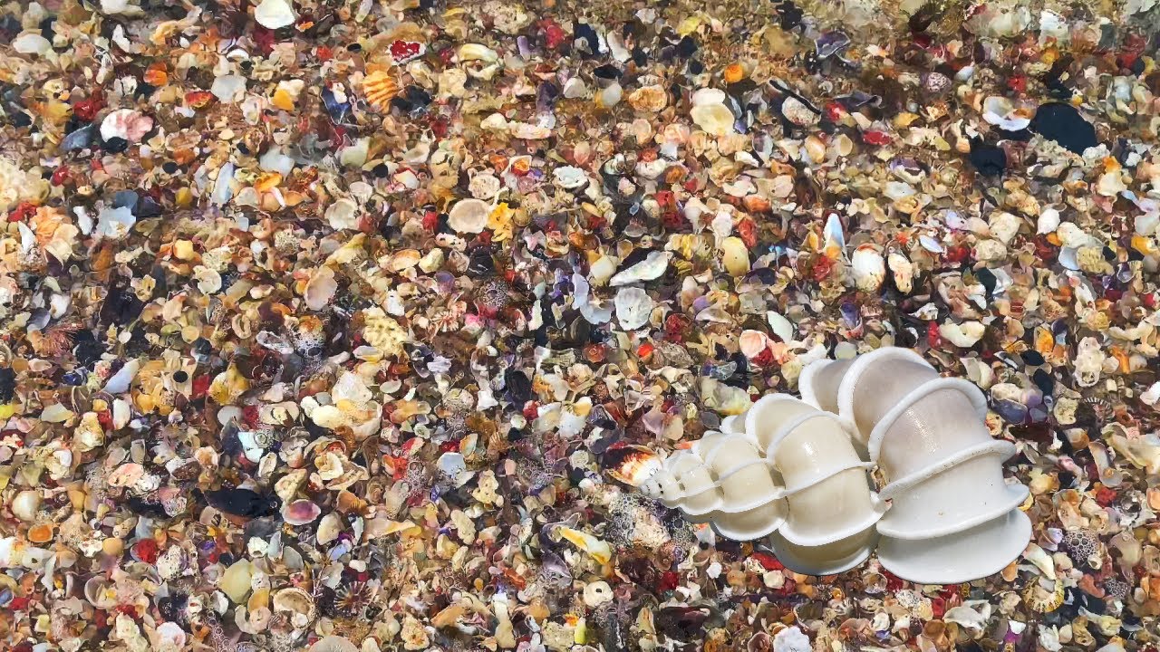 Mensen gooiden hopen schelpenfragmenten op het strand, maar jaren later ...